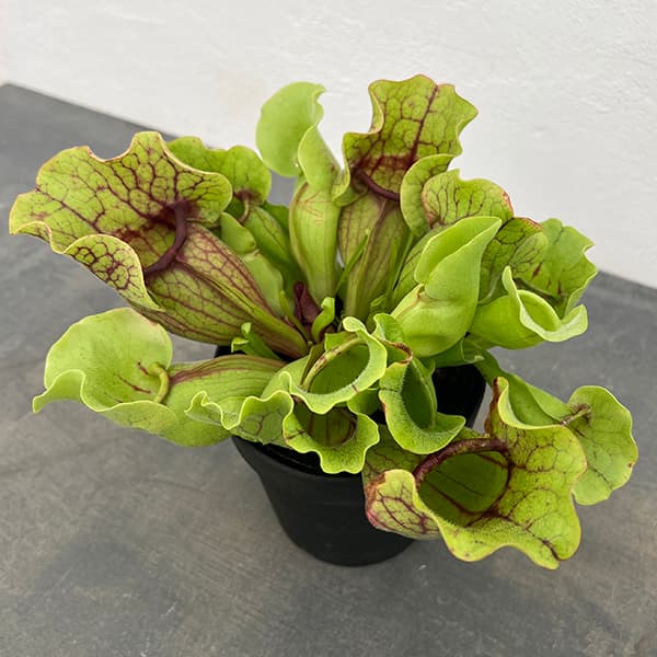 食虫植物観葉植物/サラセニア：プルプレア SSP. ベノーサ 4号ポットサラセニアは丈夫な食虫植物で、ユニークな外見が特徴です。茎が短いので、筒状に長く立ち上がったように伸びる葉はまるで地生しているかのように見えます。この葉の内部に蜜があり...