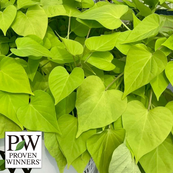 PW 夏を涼しく彩る丈夫なカラーリーフ 寄せ植え・グランドカバーにも 26春登場草花の苗/イポメア：モリーナ ライムハート3号ポット★入荷から日数が経ったためセール価格となりました。商品の状態は画像と異なる場合があります。★夏空に映えるPW...