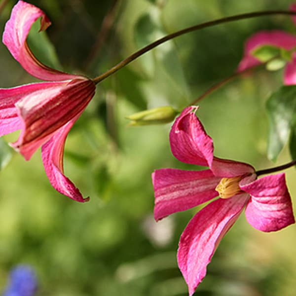 及川フラグリーン オリジナル品種クレマチスの苗/クレマチス：ネイティブ・ダンサー（PVP）4.5号ポット(テキセンシス・ビオルナ系)及川フラグリーンさんのオリジナル品種。輝きのある赤とピンクが混ざる色合いが、強い日照の下でも映える。チューリ...