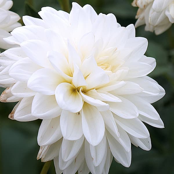 小型 切花向き 春植え球根 1球から30本前後の花が咲く！切花向き球根/ダリア：映宝（えいほう）1球入り切花として人気のあるダリアの球根です。1球から30本以上の切花を楽しむことができます。ボーダーガーデンのやや手前への植え込みにもおすすめ...