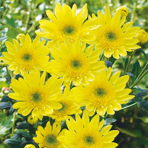 10〜11月咲き・丈夫で育てやすいキクの苗草花の苗/アネモネ咲きスプレー菊：クレール2.5号ポット★入荷から日数が経ったためセール価格となりました。商品の状態は画像と異なる場合があります。★菊の変わり咲き品種、アネモネ咲きスプレー菊です。花...