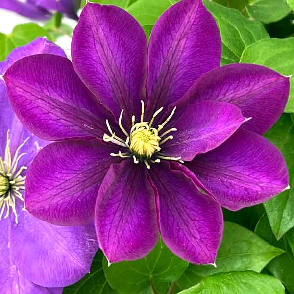 無誘引 長谷川園芸さんオリジナルクレマチスの苗/クレマチス：フジガオカ（富士ヶ丘）5号ポット／ボサタイプ（パテンス系）富士ヶ丘は、長谷川園芸さんオリジナルの品種。ビロードのような質感の深い紫色に赤筋が入り、丸みを帯びた花弁のバランスがとても...