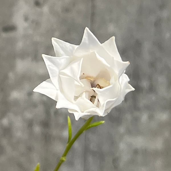 多弁咲きタイプ 夏に咲く和の花 切り花、茶花に山野草の苗/キキョウ(桔梗）：白花三重咲3号ポット野趣を楽しむ花として、昔から庭植えにされてきた桔梗。日本の庭にとても似合います。秋の七草に数えられる和の花ですが、自然環境下での開花は6-9月に...