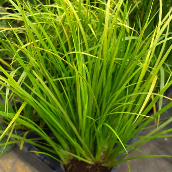 ウィンターセール 黄金石菖 丈夫な常緑多年草 グランドカバー・寄せ植え・根締めに草花の苗/セキショウ：黄金セキショウ3.5号ポット★入荷から日数が経ったためセール価格となりました。商品の状態は画像と異なる場合があります。★黄金セキショウはセ...