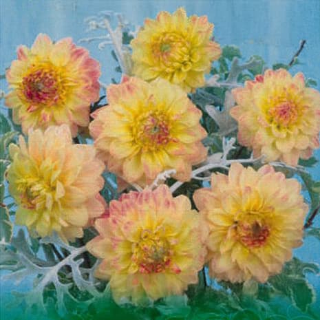 小型 1球から30本前後の花が咲く！切花向き球根/ダリア：夕陽（ゆうひ）1球入り切花として人気のあるダリアの球根です。上手に育てると1球から30本以上の切花を楽しむことができます。ボーダーガーデンのやや手前への植え込みにもおすすめです。夕陽...