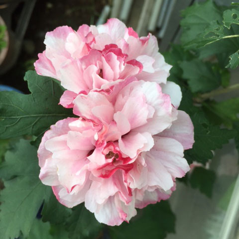 アメリカで育種された八重咲新品種 ローズオブシャロン花木 庭木の苗/ムクゲ（槿）：ペパーミント5号ポットムクゲは夏を彩る代表的な花木で、ハイビスカスの仲間。ペパーミントはアメリカで育種された八重咲品種。薄い赤とピンクのバイカラーの愛らしい花...