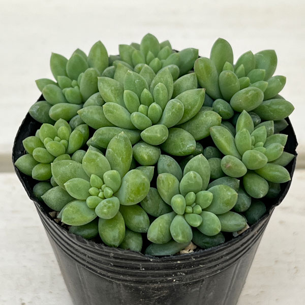 多肉植物観葉植物/セダム：ピンクベリー 2号ポット乾燥に非常に強いため、ロックガーデンやビルの屋上緑化にもつかわれるセダム類。日本では多肉植物として扱われますが、ヨーロッパでは庭園での利用が盛んで、セダムだけで構成するタペストリーガーデンな...