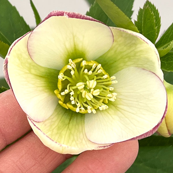 ウインターシンフォニー 開花株クリスマスローズ：セレクトシングル26-07／1.5Lポット【現品販売】ウインターシンフォニーの開花株です。お届けするのは写真の現品です。モニターによっては、現物とのお色に若干の違いが出る場合もございます。また...