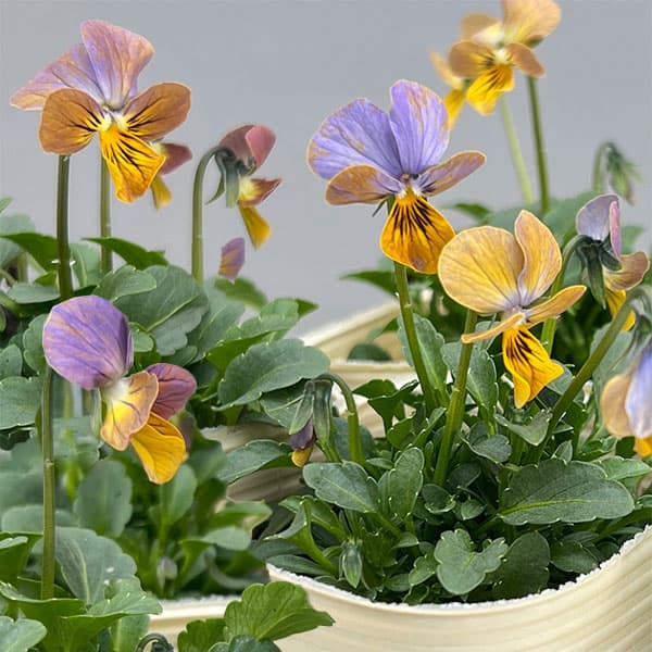 EMSファームさん×高見園芸さん草花の苗/ビオラ：エムズビオラ ガレ3号ロングポット 6株セット★入荷から日数が経ったためセール価格となりました。商品の状態は画像と異なる場合があります。★ガレは、極小輪タイプのエフィの妹的な品種で、グレイッ...