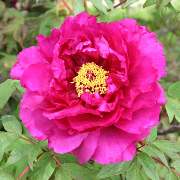 赤八重中輪 庭植え・鉢植えとも適した品種花木 庭木の苗/牡丹（ぼたん）：新鏡（しんかがみ）7号鉢植え立てば芍薬、座れば牡丹と歌われ、美人の形容で親しまれる高貴な花。欧米では花壇用、切花用に大人気です。中でも豊かな色彩・芳しい香りをもつ銘花を...