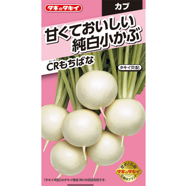 タネ・小袋 甘くておいしい純白小かぶ 3-9月まき 種 蕪カブ：CRもちばな の種[タキイ 野菜タネ]根こぶ病に強く、夏場の高温期の栽培で威力を発揮する小カブです。草姿は立性。葉の数は多くないものの、葉軸が太くて折れにくいので結束作業がしや...