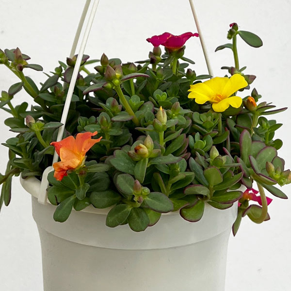 コンパクト 鉢植えにおすすめ草花の苗/ポーチュラカ：夏チュラカ 3色ミックス 5号吊り鉢★入荷から日数が経ったためセール価格となりました。商品の状態は画像と異なる場合があります。★初夏から秋まで咲き続けるポーチュラカ（花スベリヒユ）。水切れ...