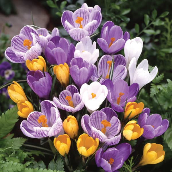 クロッカス：花色アソート3号 3ポットセット春を告げるクロッカスの花。地中海沿岸原産の球根植物で、早春に白、黄、紫、ストライプ入りなど、バリエーション豊富な花を咲かせます。愛らしいクロッカスのポット植え苗です。早花の少ない2月中旬頃から、次...