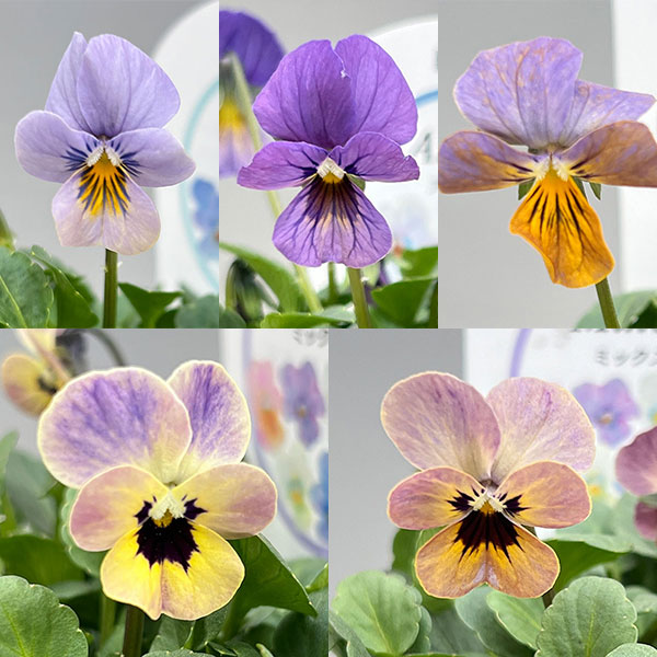 EMSファームさん×高見園芸さん草花の苗/ビオラ：エムズビオラ（いろいろアソート）3号ロングポット 3株セット★入荷から日数が経ったためセール価格となりました。商品の状態は画像と異なる場合があります。★EMSビオラは、エムズファームさん育種...