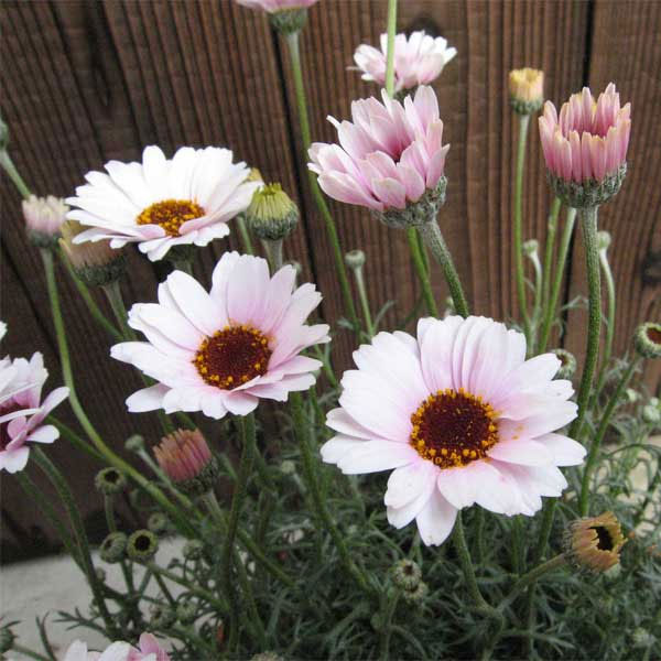 1月〜5月開花 淡いピンクの愛らしい花草花の苗/ローダンセマム：プチマカロン7号★入荷から日数が経ったためセール価格となりました。商品の状態は画像と異なる場合があります。★ローダンセマムは庭先に春のイメージを作ってくれるかわいい花です。蕾は...