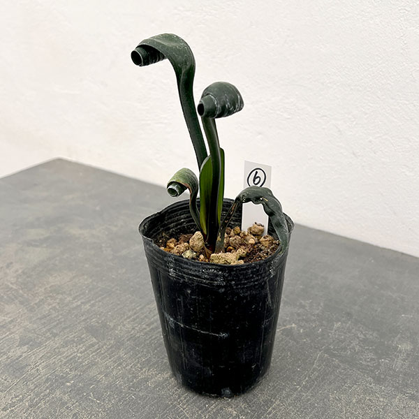 葉がカールするタママキクンシラン： 珍しい君子蘭 苗販売山野草の苗/クンシラン：クリビア・カール3号ポット26-06★入荷から日数が経ったためセール価格となりました。商品の状態は画像と異なる場合があります。★葉の先端がカールするタママキクン...