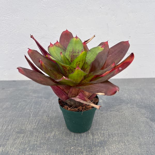 赤く色づく葉がきれい観葉植物/ネオレゲリア：ジュエリーショップ 3号ポット美しい葉模様のネオレゲリアです。ネオレゲリアはブラジルに原生する中〜小型の着生タイプのアナナス類。放射状に葉を広げ、その中心部に水を貯えます。覆輪やストライプ、霧吹き...