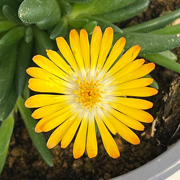 初夏から秋まで咲く松葉菊 耐寒性が非常に強い丈夫な宿根草草花の苗/マツバギク：おひさま花火 リド イエローアイ11cmポット多肉質で濃い緑の葉を持つマツバギク（デロスペルマ）。おひさま花火は、マツバギクの中でも非常に耐寒性の強い品種です。雪...
