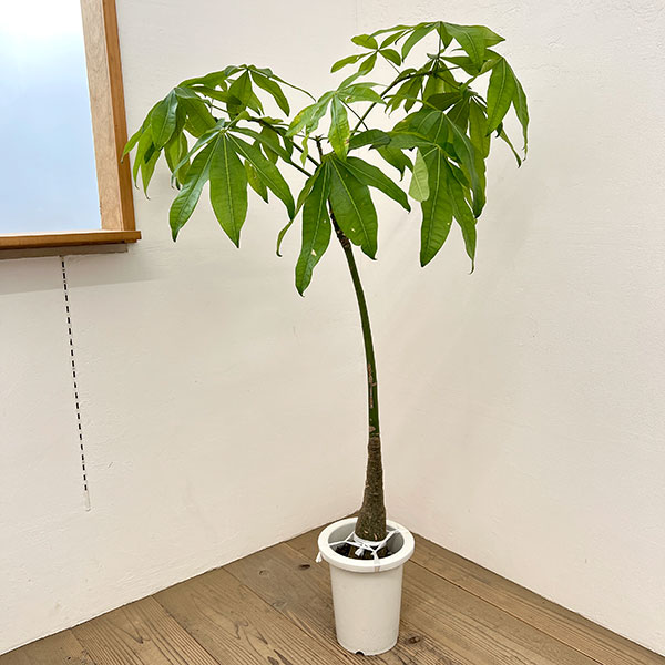 沖縄観葉 現品販売観葉植物/パキラ：グラブラ （実生株） 7号26-03★現品販売★沖縄の日差しを浴びて、ずっしり実生から育ったパキラです。編み込みと違い、幹元がぷっくりしていてかわいいです。パキラは熱帯アメリカ原産で、育てやすい観葉植物と...