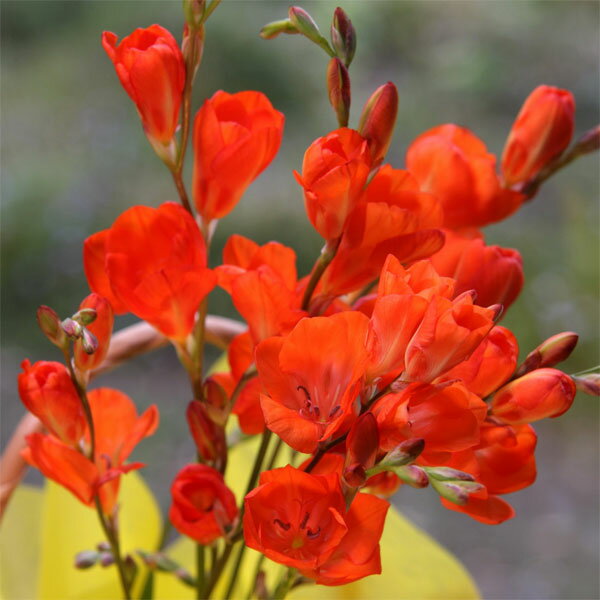 4月〜5月開花毎年花が咲く南アフリカの球根植物（わけあり特価）トリトニア：オレンジ4.5号鉢植え★開花終了のため特価です。ギフトにはご利用いただけません。★★入荷から日数が経ったためセール価格となりました。商品の状態は画像と異なる場合があり...