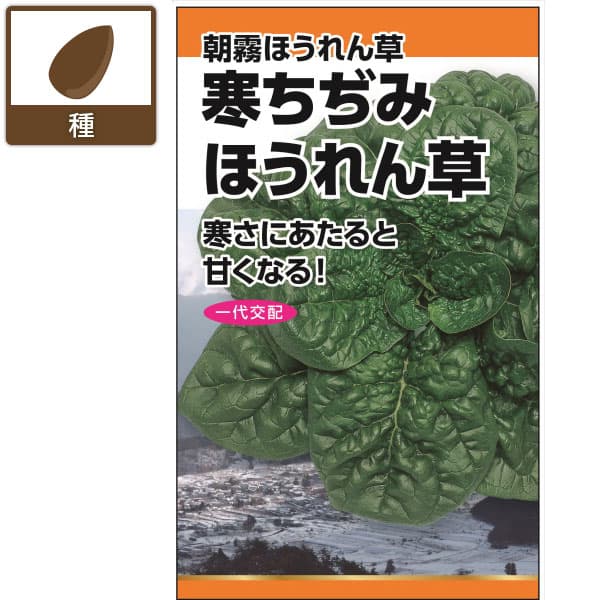 タネ・小袋 一代交配 種 タネホウレンソウ種：寒ちぢみ(朝霧ほうれん草) 2袋セット[野菜タネ 秋まき]低温期でも生育し、寒さにあたることで甘みを増すホウレンソウです。まき時期(冷涼地)8月下旬-10月初旬収穫時期(冷涼地)10月-翌年3月...