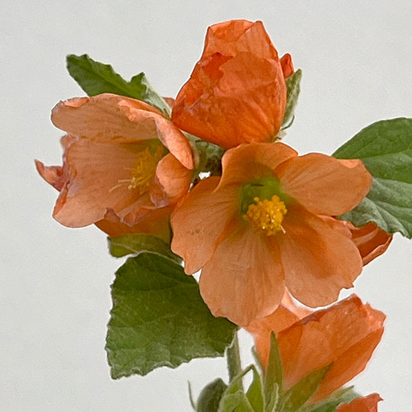 開花期が長い多年草の苗草花の苗/スファエラルケア（スペラルシア）：アンビグア3-3.5号ポットスファエラルケア（スペラルシア）は、マロウに似た小さな花を次々とたくさん咲かせます。アンビグアはオレンジ色の花を咲かせます。シルバーがかった葉色と...