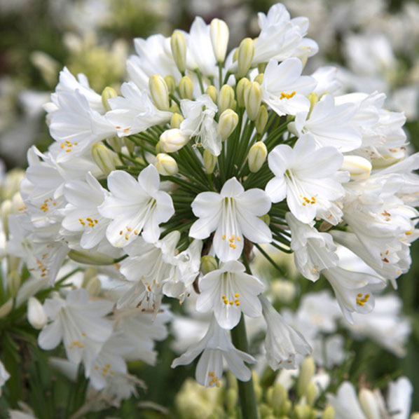 ウィンターセール 小型で花付きがよく初夏から秋まで咲くアガパンサス草花の苗/アガパンサス：エバーホワイト4.5号ポット★入荷から日数が経ったためセール価格となりました。商品の状態は画像と異なる場合があります。★丈夫で美しい宿根草、アガパンサ...