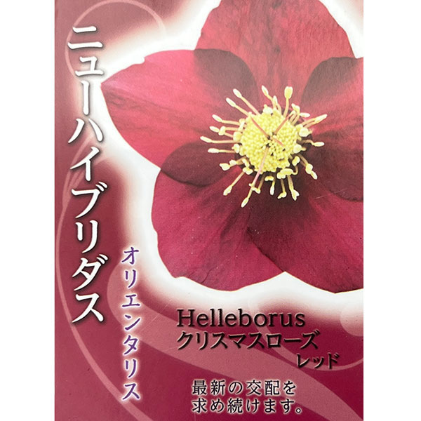 実生約2年生株高正園さんのクリスマスローズ：シングル レッド3号ポット発色がよく鮮やかな色合いの花が豊富な、高正園さん育種のクリスマスローズです。ステム（花をつける茎）が立ちやすく、花付きが良く、丈夫で性質の良い株です。実生約2年生株です。...
