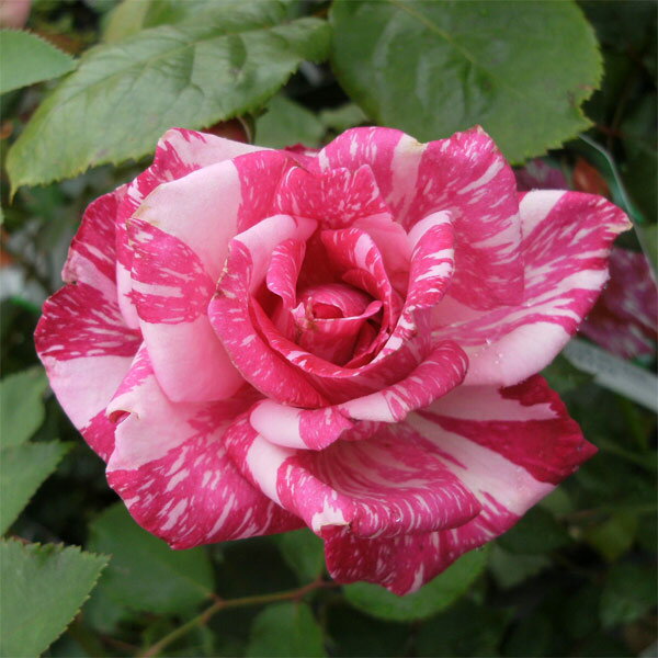 バラの苗/ハイブリッドティー：モダンタイムズ接木苗4号ロングポット(バラ)モダンタイムズは華やかな雰囲気をもつ、ストライプローズです。中輪で花付がよく、育てやすい品種です。樹形がコンパクトなので、鉢植えでも育てられます。四季咲き性。花色：濃...