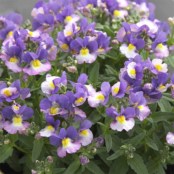 タキイ育成・コンパクトタイプ草花の苗/[送料無料]ネメシア：コットングレープ3-3.5号ポット 12株セットコットンシリーズは、タキイ育成のコンパクトな草姿でたくさん花が咲くネメシアです。イエロー＆ホワイトの組み合わせがさわやかな印象のネメ...