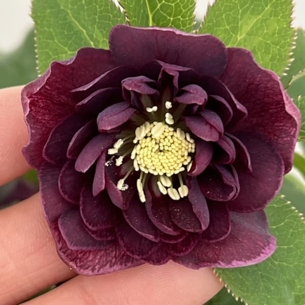 開花株クリスマスローズ：ベルギー育種 ダブルオーバージーンホワイトエッジ26-10／4.5号ポット【現品販売】ベルギーのBVBA Helleborus育種のクリスマスローズです。「シンプルな多年草から、花屋が求める商品を生み出したい」という...