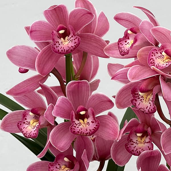 可憐な桜色が映える、育てやすく安心のシンビジウムテーブルシンビジウム：森の精 あい2本立ち 5号鉢植え（皿付き）★入荷から日数が経ったためセール価格となりました。商品の状態は画像と異なる場合があります。★長く楽しめる小型のシンビジュームの鉢...