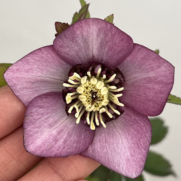 ウインターシンフォニー 開花株クリスマスローズ：ベーシックダブル（セミダブル）26-45／1.5Lポット【現品販売】ウインターシンフォニーの開花株です。お届けするのは写真の現品です。ウインターシンフォニー2（セカンド）初代樋口規夫氏が作り上...