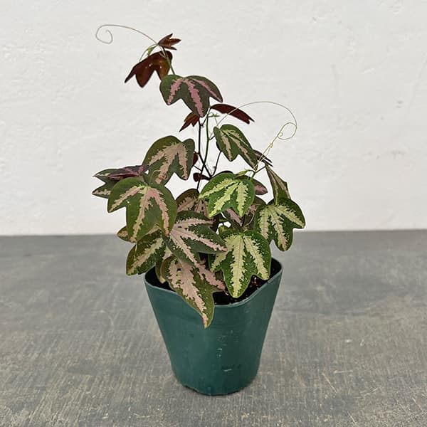 エキゾチックなトケイソウ観葉植物/トケイソウ（時計草）：パッシフロラ トリファスキアタ 3号硬質ポット葉先が三つに分かれ、鮮やかな紫色が特徴的なトケイソウの仲間です。トケイソウはブラジル原産のつる性宿根草です。時計の文字盤のように見えるユニ...