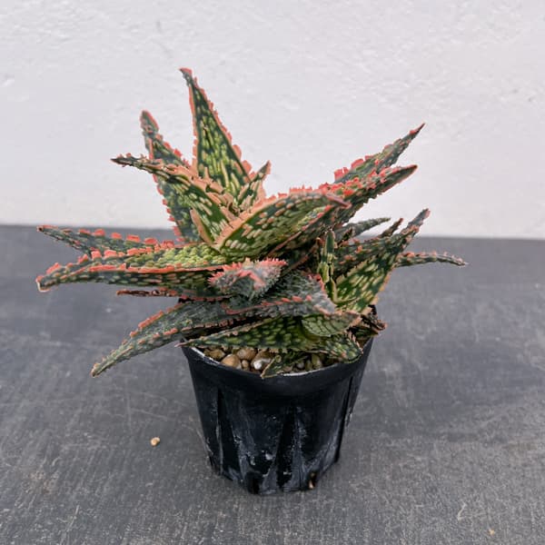 観葉スペシャルセール 多肉植物 現品販売観葉植物/アロエ：オリジナルハイブリット 3号鉢植え26-08★現品販売★アロエは肉厚の葉を持つ多肉植物で、南アフリカからマダガスカル、アラビア半島などに約400種が分布します。自生地は砂漠、草原、高...