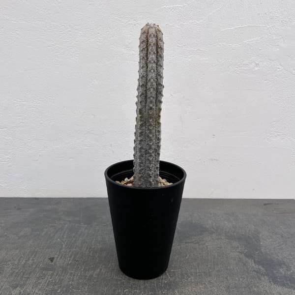 多肉植物観葉植物/ユーフォルビア：アブデルクリグレー（接ぎおろし） 4号鉢入りユーフォルビア　アブデルクリはインド洋に浮かぶ秘島、ソコトラ島の横に浮かぶアヴドゥルクーリー島に自生する固有種です。柱状に成長し、肌は本来ホワイトグレーの珍しい色...