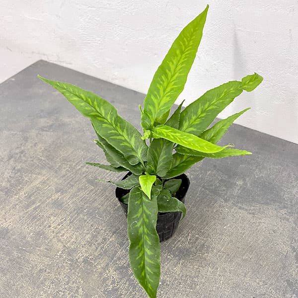 武農園 シダの仲間観葉植物/コニオグランメ：ジャポニカ 3号ポット珍しいシダ植物のコニオグランメジャポニカが入荷しました。エイメンシスよりも長細いはで、ライトグリーンのゼブラ模様がとても美しいです。少しデリケートな植物ですが、高温と乾燥に注...