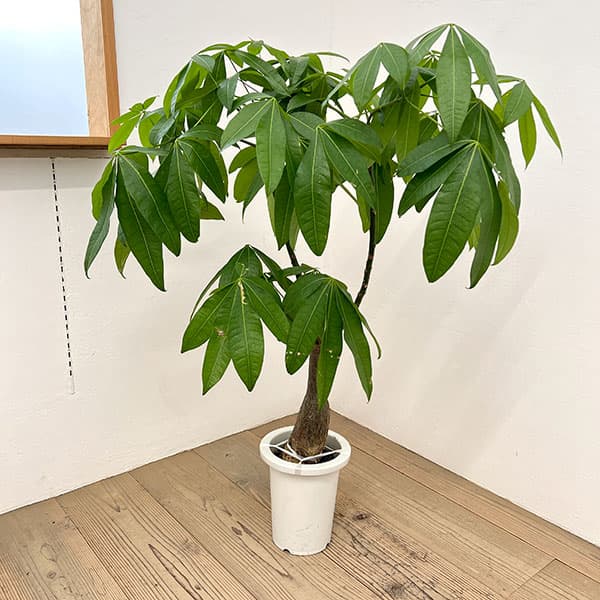 沖縄観葉 現品販売観葉植物/[棚卸セール]パキラ：グラブラ （実生株） 7号26-04★現品販売★沖縄の日差しを浴びて、ずっしり実生から育ったパキラです。編み込みと違い、幹元がぷっくりしていてかわいいです。パキラは熱帯アメリカ原産で、育てや...