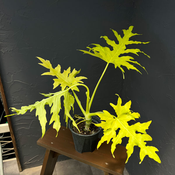 希少品種 アロイド プレミアムゴールド むらかみ園芸観葉植物/フィロデンドロン：ワルセビッチ フラバムオーレア 6号26-03★現品販売★美しいライムカラーが目を引く希少品種、別名プレミアムゴールド。大きな葉をゆったりと広げるフィロデンドロ...