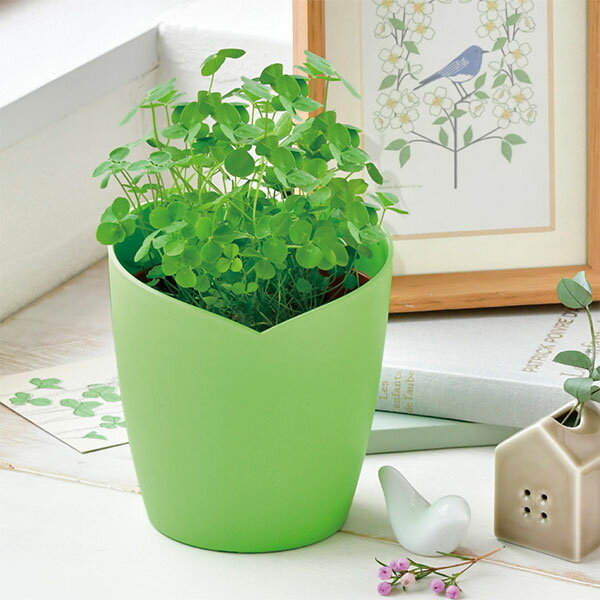 四つ葉のクローバー 種から育てる栽培セットきっと出会える四つ葉栽培キット四つ葉のクローバーの種を使用した栽培セットです。自然に生育した四つ葉のクローバーを発見する確率は通常1万分の1といわれています。また、「四つ葉のクローバー」としてよく流...