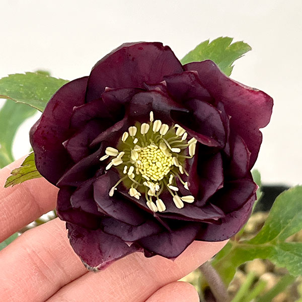 開花株松村ナーセリーさんのクリスマスローズ：26-09ダブル レッド／4.5号ロングポット【現品販売】「葉もお花も楽しめるクリスマスローズ」としてカラーリーフ系の交配で有名な松村ナーセリーさんの開花株をいただいてきました！■ご注意複数店舗で...