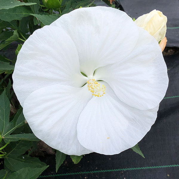 ショートタイプ 純白の中小輪でコンパクトなミニタイプ花木 庭木の苗/宿根ハイビスカス：タイタンビカス：ホワイトオウル3.5号ポットタイタンビカスは、赤塚オリジナルの宿根ハイビスカスで、人の背丈を越える大きさに育ち、巨大な花を咲かせるため、巨...