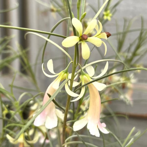 ネイティブプランツセール 3月〜6月開花 美しいシルバーリーフに白花を咲かせる常緑低木 オージープランツ花木 庭木の苗/エレモフィラ：ホワイトトランペット7号鉢植えエレモフィラはオーストラリア原産の常緑低木で、美しいシルバーリーフで人気の植...