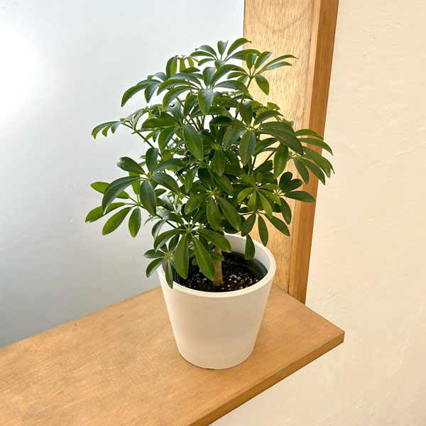 こだわりフカの木シリーズ 観葉初心者におすすめ観葉植物/シェフレラ：コンパクタ 3.5号硬質ポット 鉢カバー付き(樹脂製鉢カバー・シティローMホワイト)セット内容：樹脂製鉢カバー・シティローMホワイト（直径14cm×高さ12.5cm）（底穴...