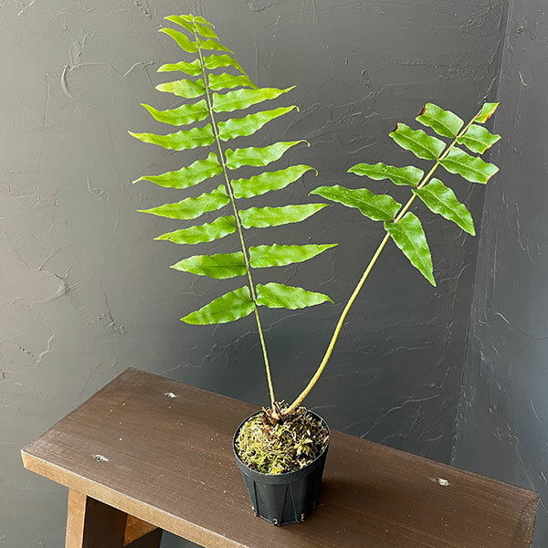 シダの仲間の観葉植物観葉植物/ネフロレピス：ビセラタ 3号ポットネフロレピス・ビセラタその葉の様子から、通称「フィッシュテールファーン」と呼ばれています。風になびく姿は優雅で、涼し気な雰囲気を演出してくれます。学名Nephrolepis b...