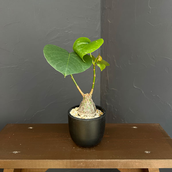コーデックス 塊根植物 現品販売観葉植物/プセウドボンバックス：エリプチクム（実生4年株） 3.5号鉢植え26-07★現品販売★まるっとしたフォルムがかわいらしい、沖縄実生の将来性抜群ボンバックスです！ボンバックスは中米、インドなどに分布す...