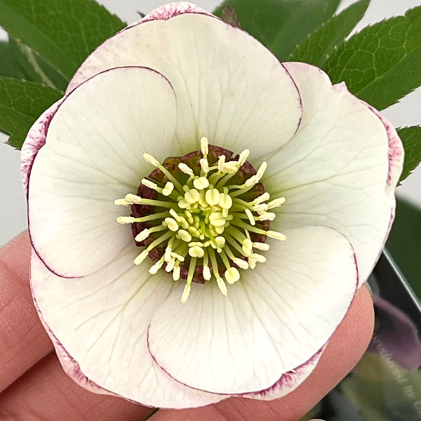 ウインターシンフォニー 開花株クリスマスローズ：セレクトシングル26-11／1.5Lポット【現品販売】ウインターシンフォニーの開花株です。お届けするのは写真の現品です。モニターによっては、現物とのお色に若干の違いが出る場合もございます。また...