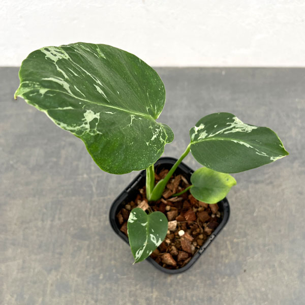進化する葉姿を楽しむ、注目の斑入りモンステラ 現品販売観葉植物/モンステラ：デリシオーサ バルバソー 3.5号ポット26-01★現品販売★「モンステラ・バルバソー」は、その名が「Bulb（球根）」と「Dinosaur（恐竜）」を掛け合わせた...