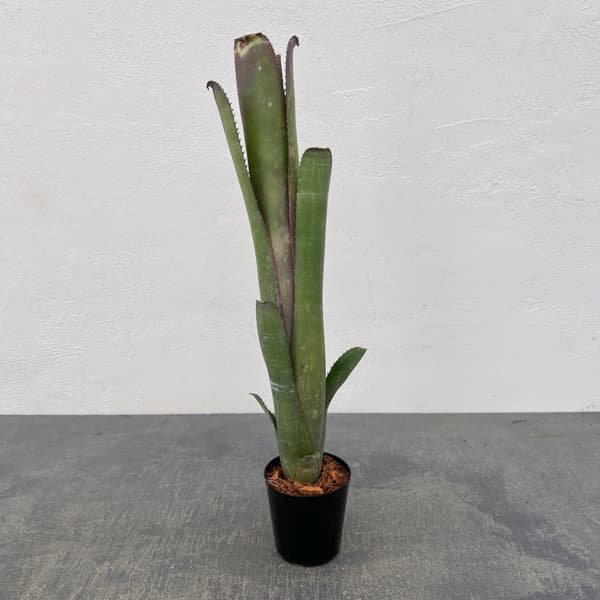 筒状の株姿となるブロメリアの仲間観葉植物/ビルベルギア：ディッピンドット 2.5号鉢植えビルベルギアは、熱帯アメリカ原産で別名「ツツアナナス」とも呼ばれているパイナップル科の植物。着生種が多く、筒状の葉の中に水をためて育てます。硬質の葉に色...
