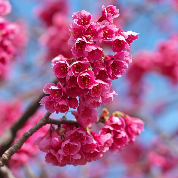 サクラ・カンヒザクラ系 タイワンザクラ・緋寒桜・美しい緋紅色・2月中〜下旬咲花木 庭木の苗/桜：寒緋桜（カンヒザクラ）接木苗4〜5号ポット濃い紅紫色の一重の花。花形はやや円筒形で、下向きに咲きます。「緋寒桜（ヒカンザクラ）」「元日桜」「薩摩...